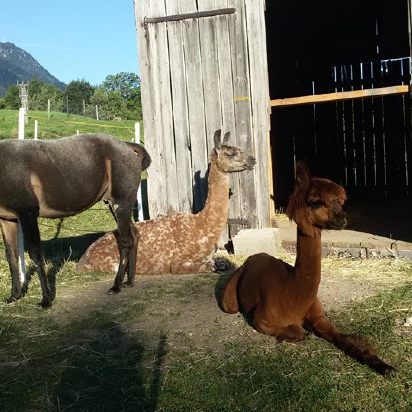 Lamawandan in Bad Ischl | kids welcome